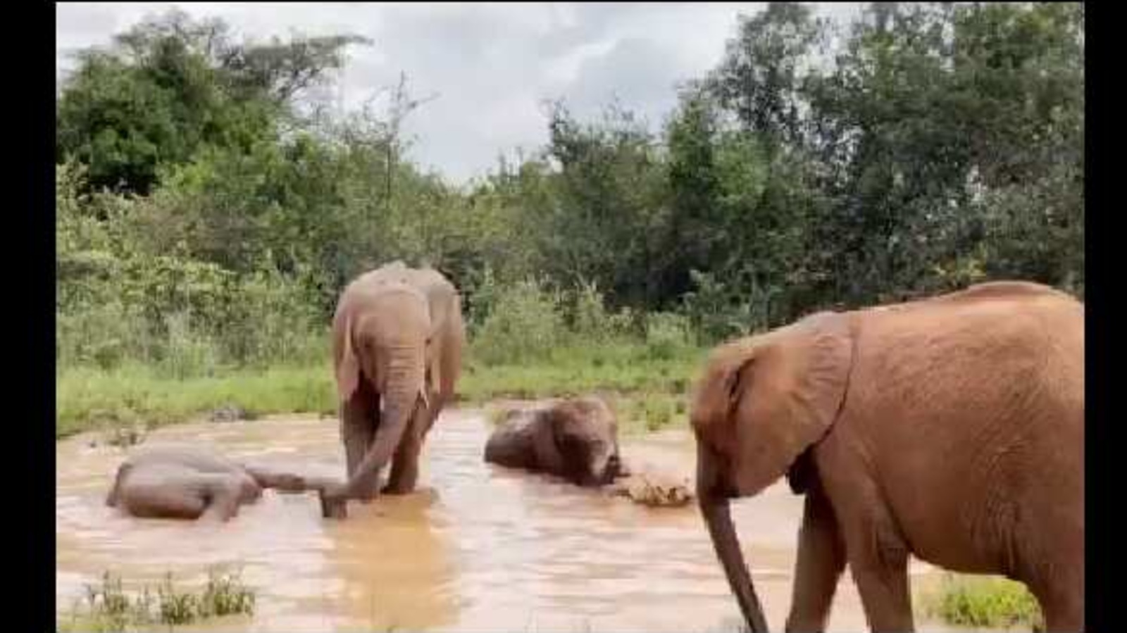 Video of elephants happily splashing in pool of mud may make you smile ...