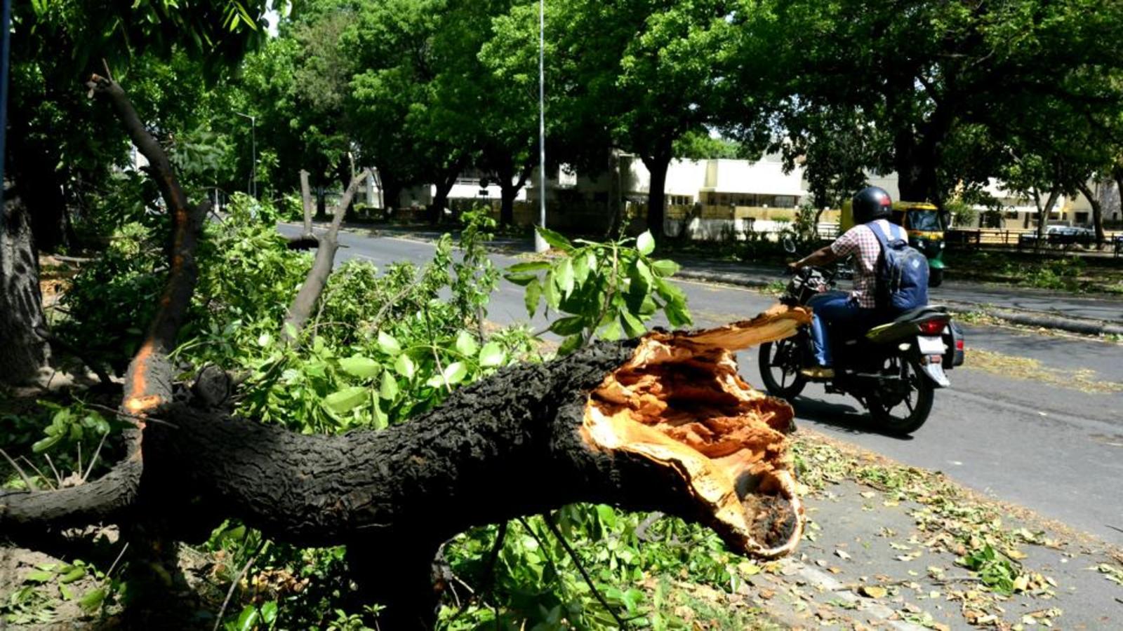 Goa forest department sanctions 99% tree felling applications, says NGO ...