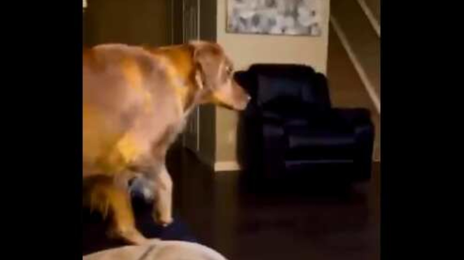 Dog’s reaction on seeing Darth Vader for first time will leave you ...