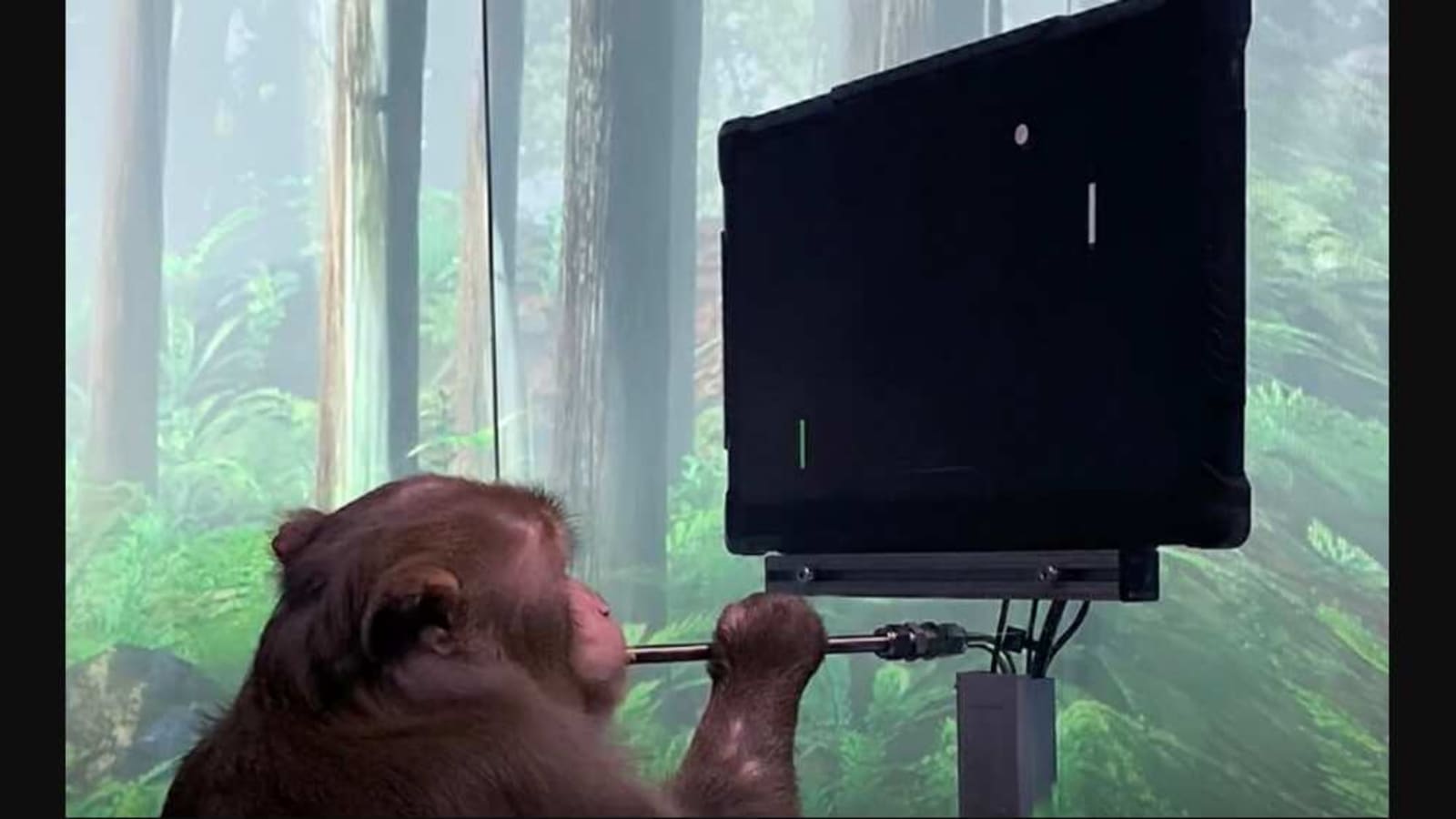 Monkey with Neuralink implant plays pong with his mind, Elon Musk ...