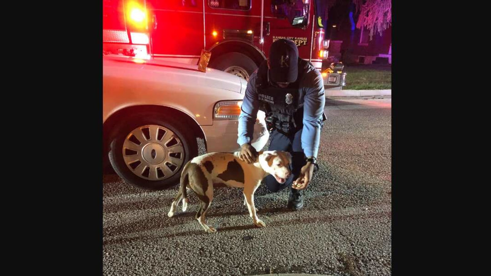 Dog saves owner’s life during medical emergency. Here’s what the canine ...