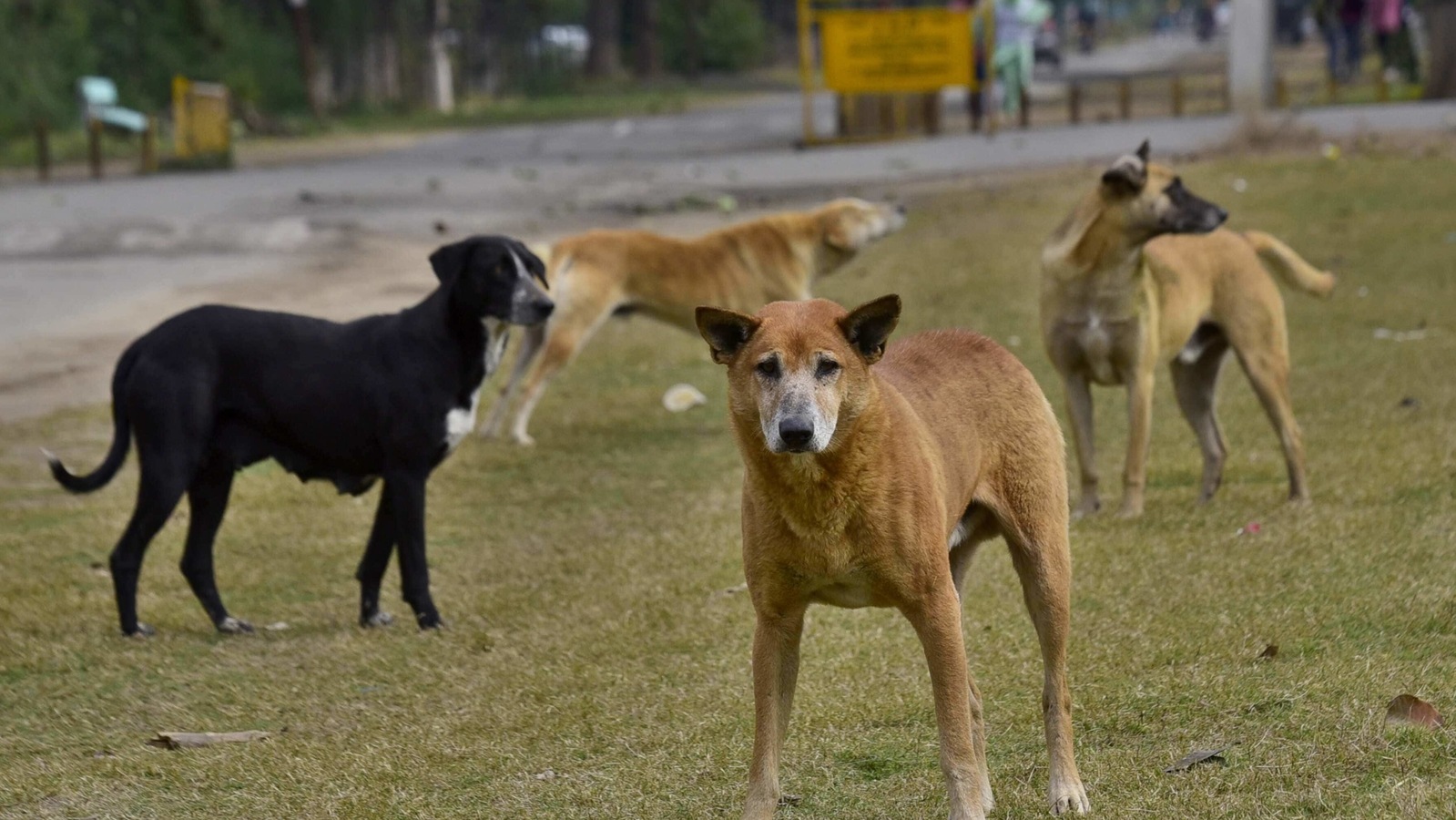 Stray dog burnt alive, case registered in Maharashtra's Thane | Mumbai news