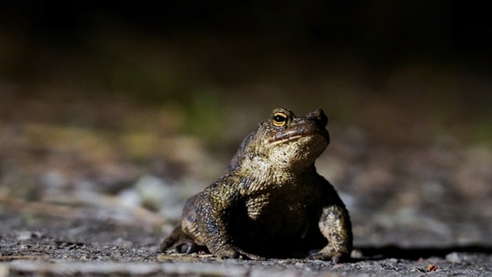 Estonian capital Tallinn closes road so breeding frogs and toads can ...