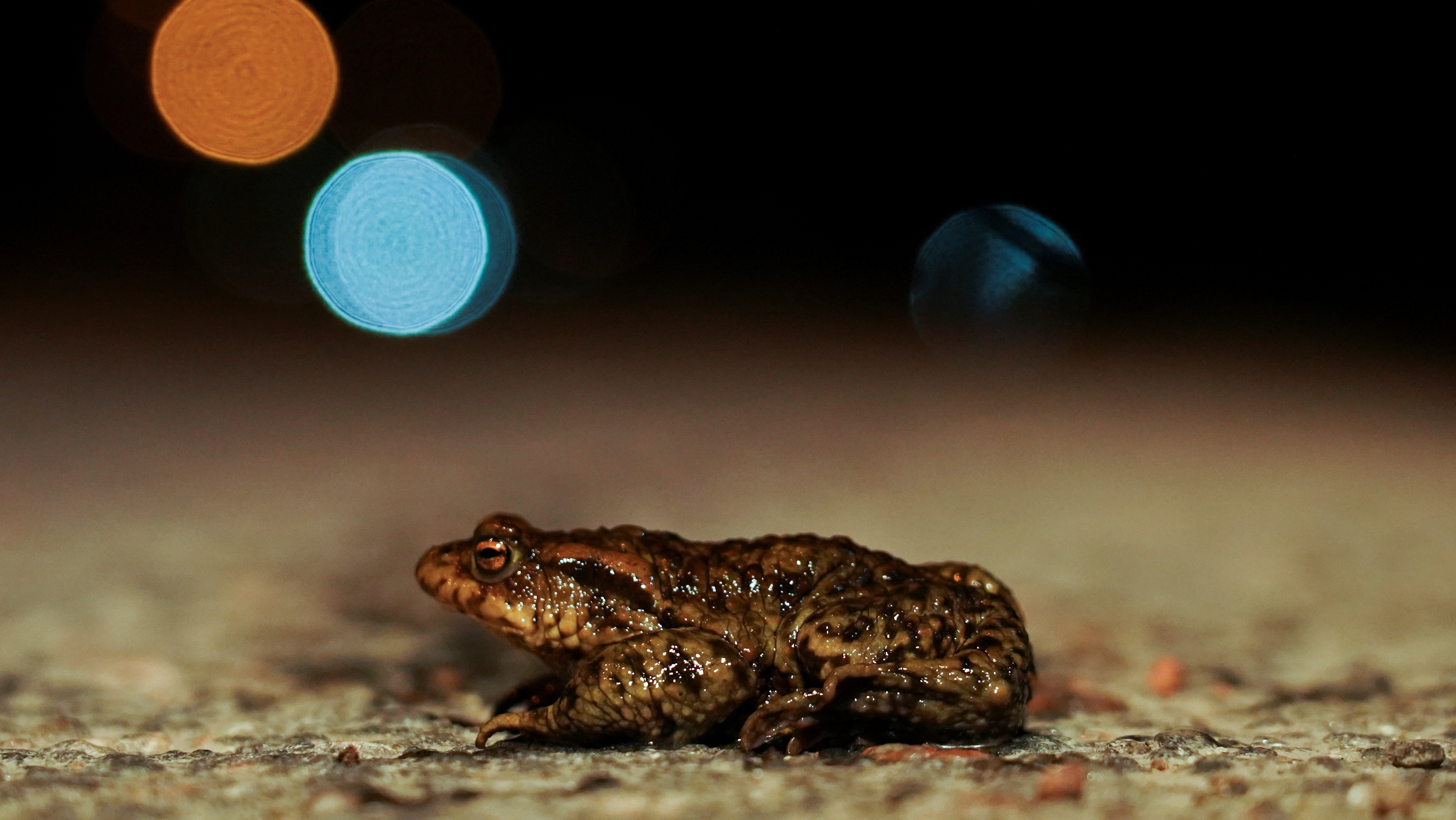 Estonian capital Tallinn closes road so breeding frogs and toads can ...