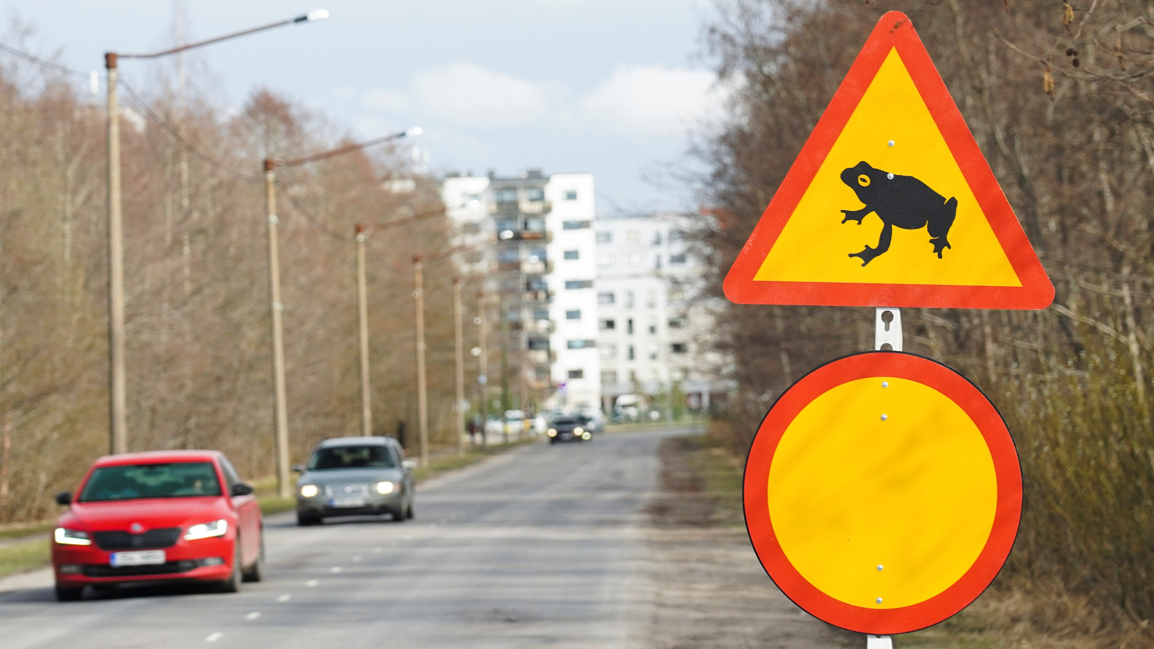 Estonian capital Tallinn closes road so breeding frogs and toads can ...