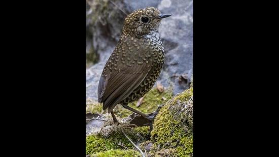 Wildbuzz: Delight in a cupwing | Hindustan Times