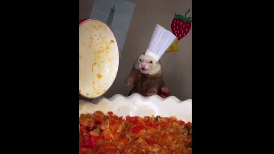 'Compliments to the chef': Fluffy ferret replicates dish from movie ...