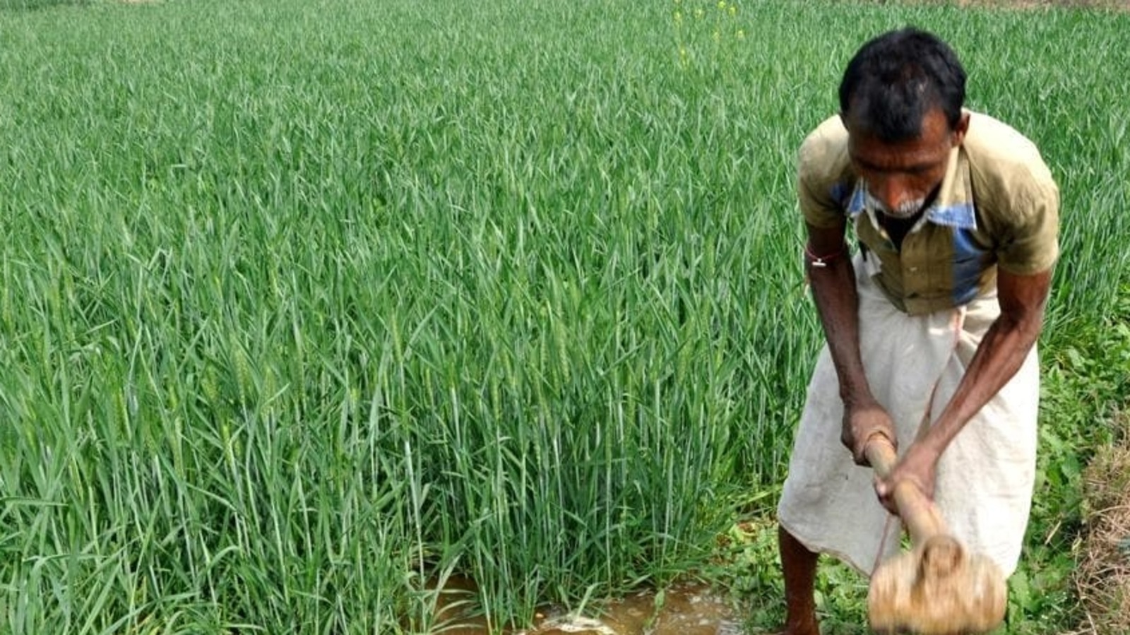 Punjab Farmers Received 202 Crores MSP Payment Via DBT In Last 1 Week