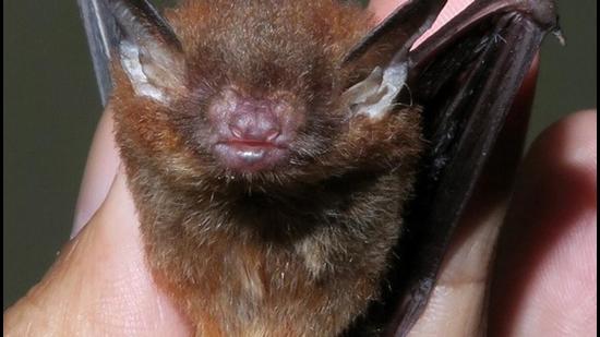India’s first disk-footed bat recorded in Meghalaya; dwells in bamboo ...