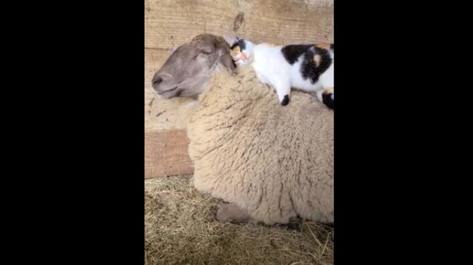 Sleepy sheep enjoys snoozes as kitty makes ‘cat-mere sweaters’ of its ...