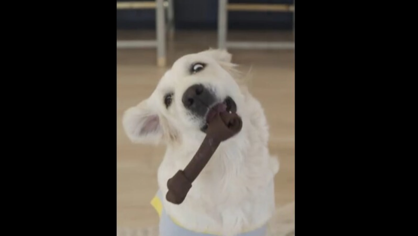 Derpy doggo ‘almost’ manages to catch things, ‘nailed it’, say netizens ...