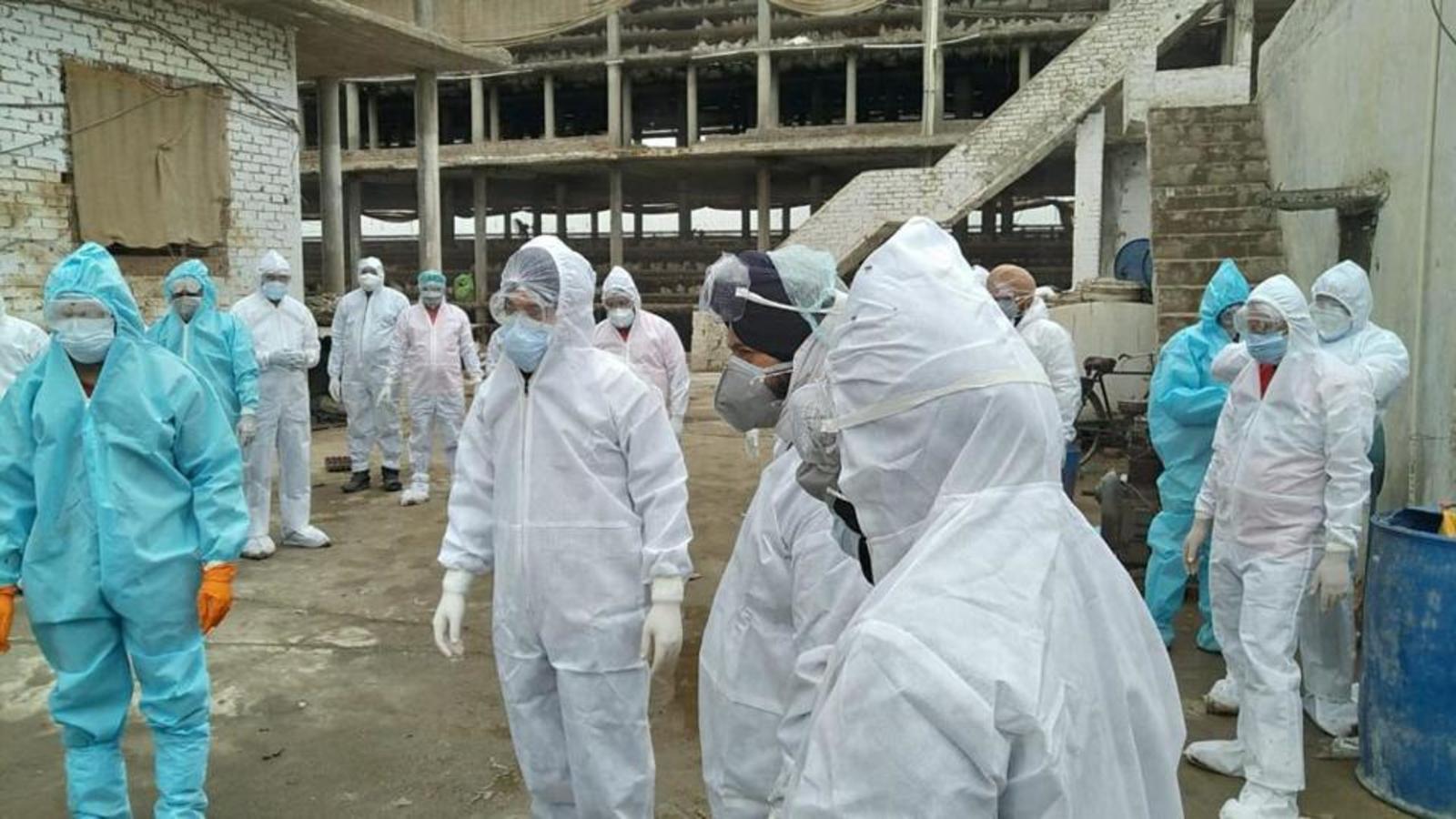 12,400 more birds culled at Kila Raipur poultry farm | Hindustan Times