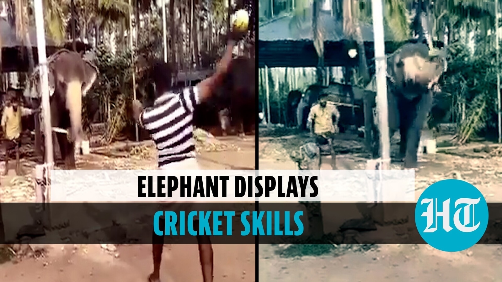 Watch: Elephant's batting skills amuse former England skipper Michael ...