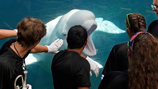 Connecticut aquarium set to welcome five Beluga whales from Canada ...