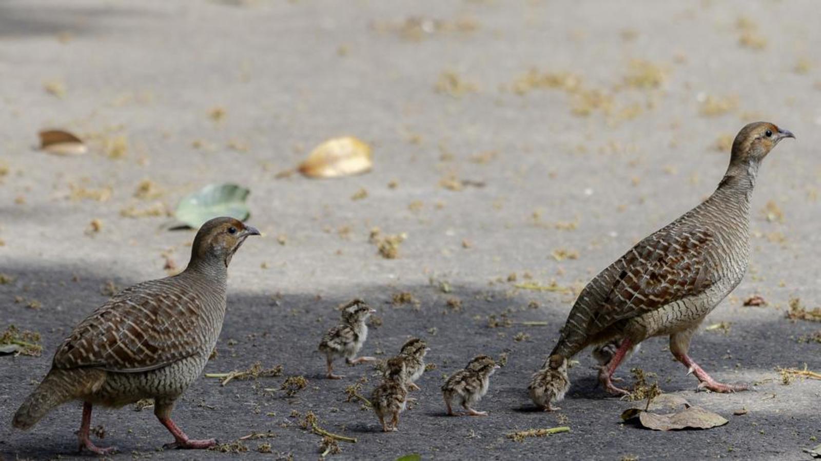 Wildbuzz: Chandigarh’s pretty chicks - Hindustan Times