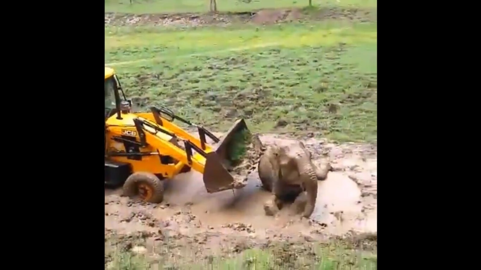 Tired elephant stuck in mud gets help from forest officials. watch ...
