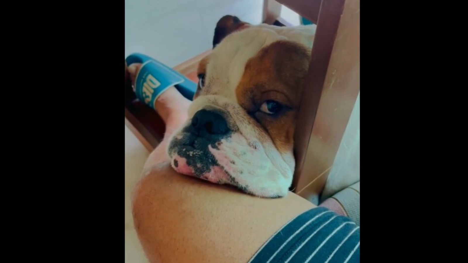 Are you a pet parent? You'll find this video of Ram Kapoor and his dog ...