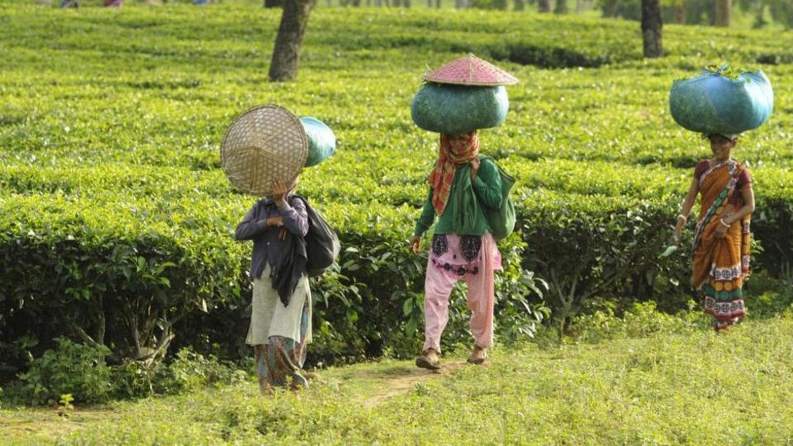 Assam tea industry looks at major crop loss now due to poor rainfall ...