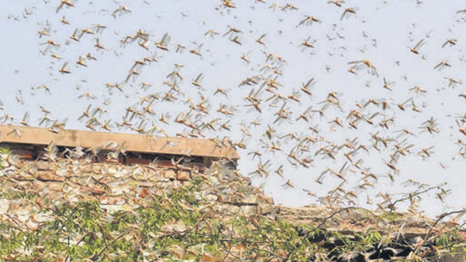 Rajasthan sounds alert for possible desert locust attack in Jaisalmer ...