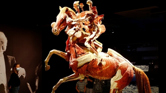 PHOTOS: Preserved corpses, human organs at German anatomist Doctor ...