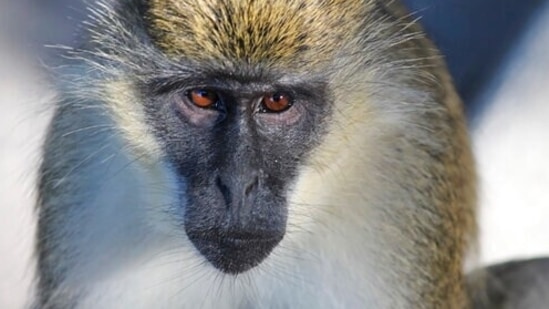 Monkey colony existent for 70 years discovered in Florida | Trending