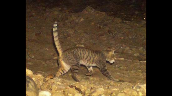 Wildbuzz: Cats of a lesser God | Hindustan Times