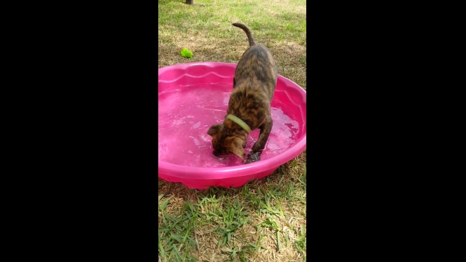 Doggo gets its own pool, his reaction is priceless. Watch | Trending