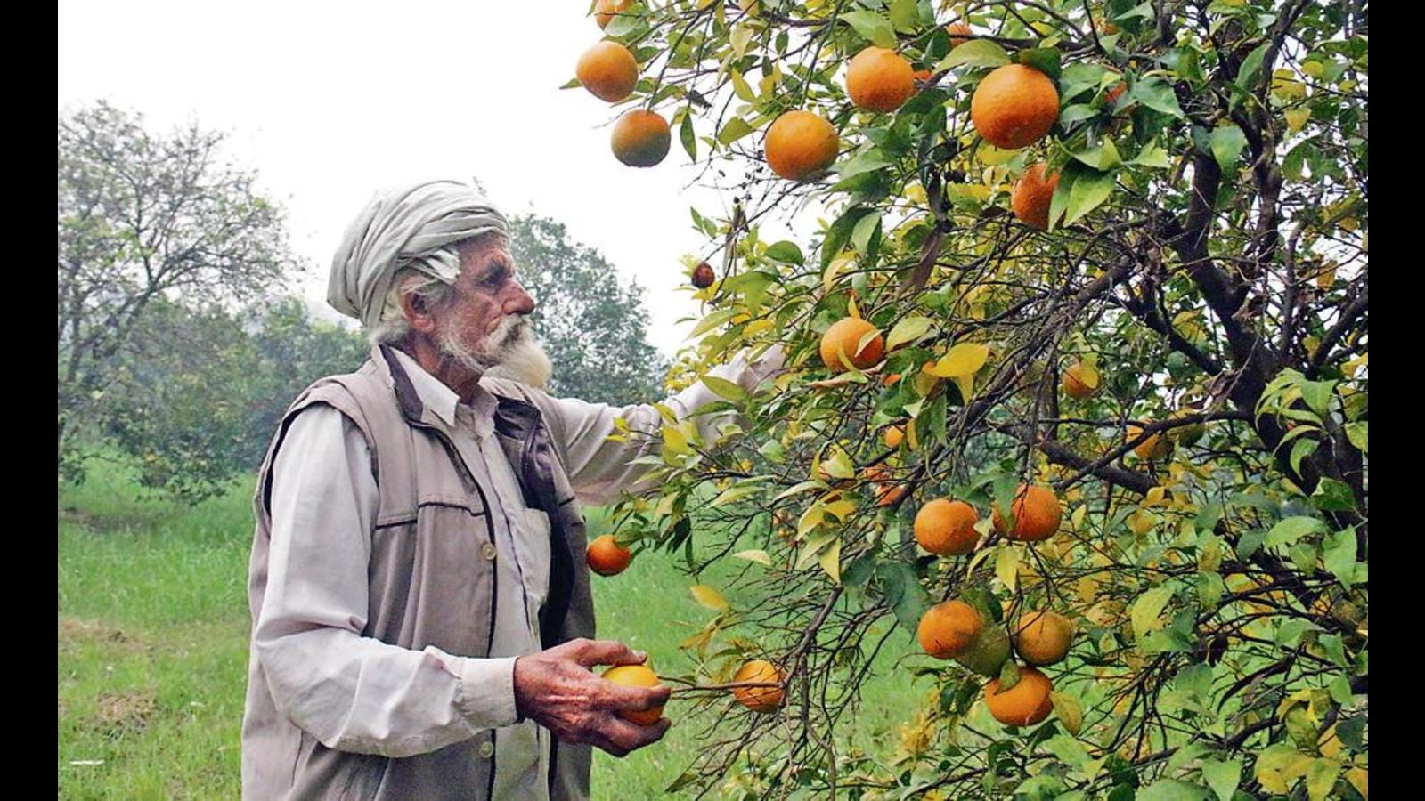 Punjab kinnow growers worried as production likely to dip by 60% ...