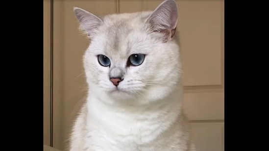 Coby the cat’s English ‘licktionary’ video leaves people in splits ...