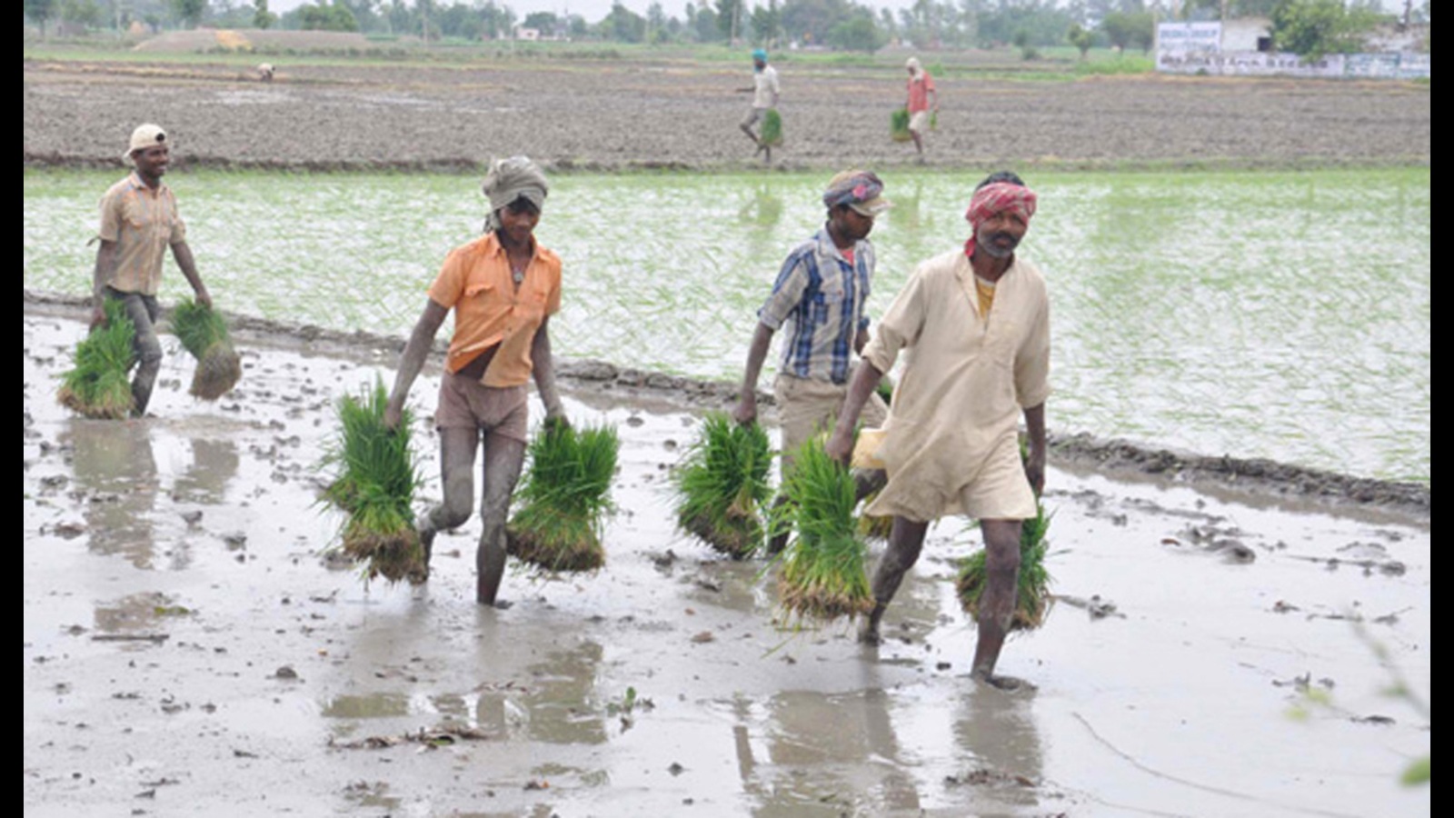 Haryana farmers begin paddy transplantation ahead of schedule, notices ...