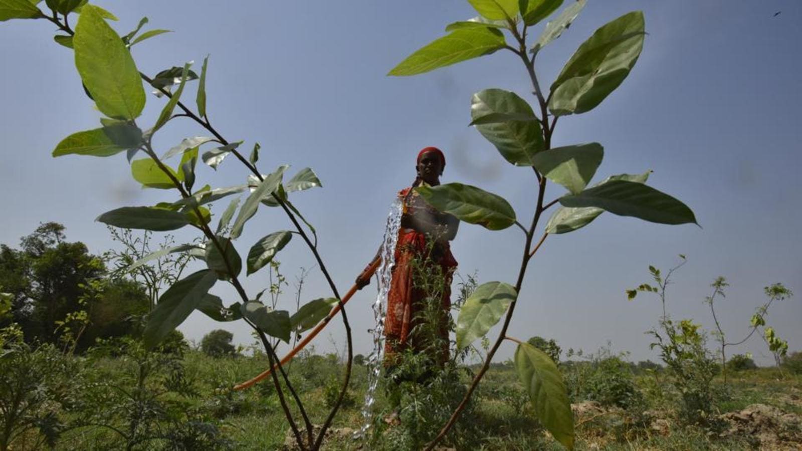 Large-scale plantation detrimental to biodiversity: Global biodiversity ...