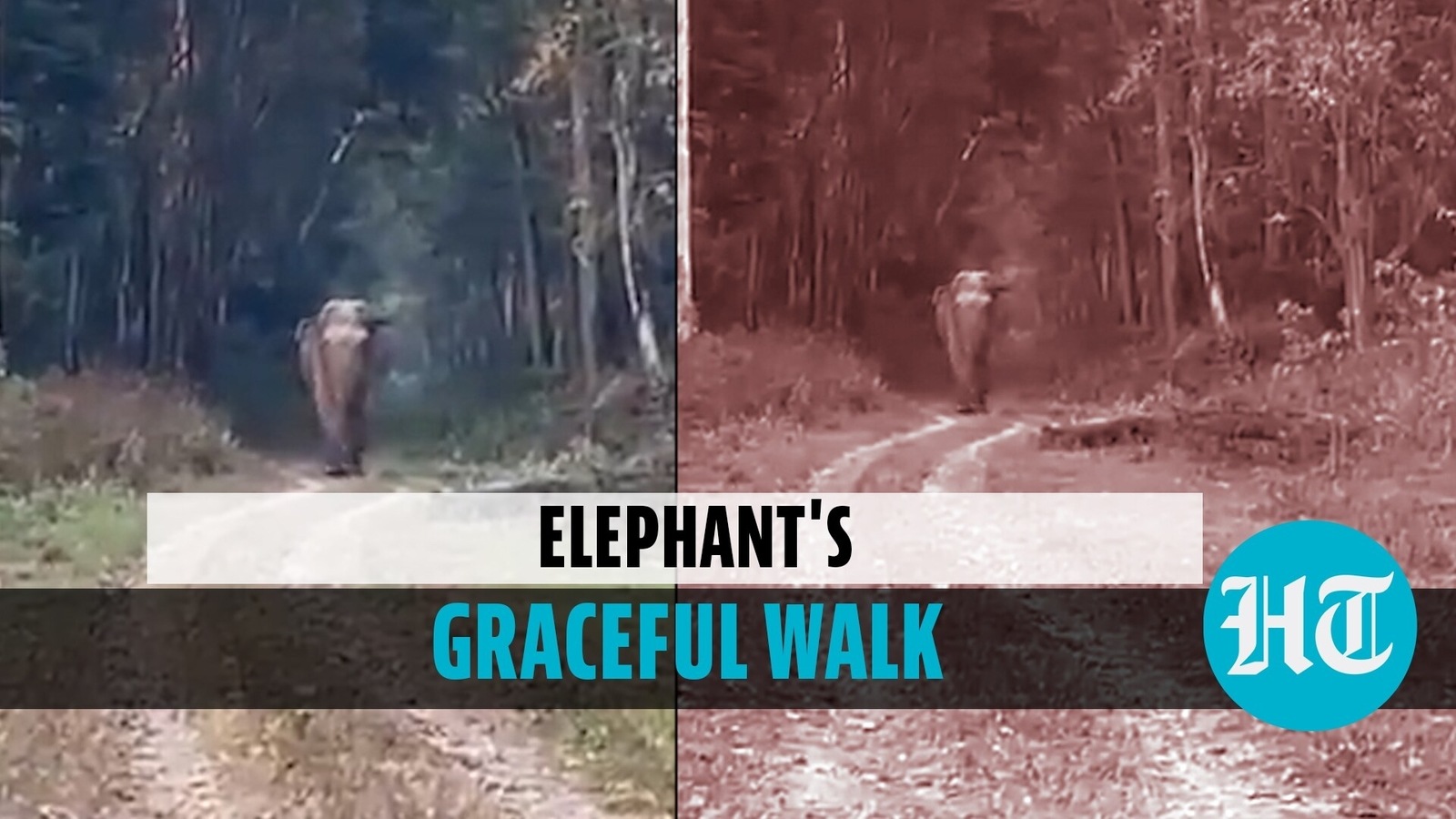 Watch: Elephant's classy walk through a jungle amuses netizens, video ...