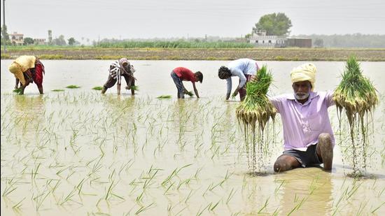 Punjab farmers go for multiple paddy varieties, sowing methods ...