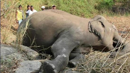 Elephant found dead in Chhattisgarh’s Surguja district | Latest News India