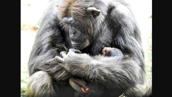 Mom chimpanzee nurses her newborn baby in Tamil Nadu zoo, viral pics ...