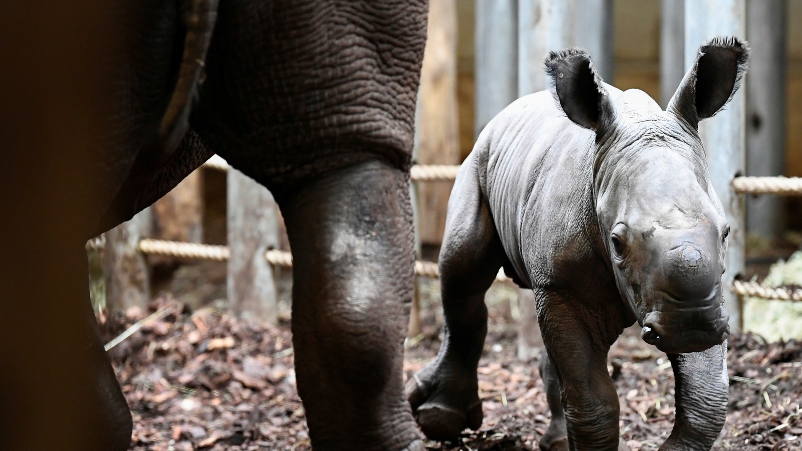 Florida zoo announces birth of southern white rhino | World News