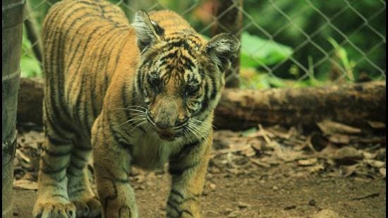 Abandoned tiger cub in Periyar reserve learns to hunt, raises rewilding ...