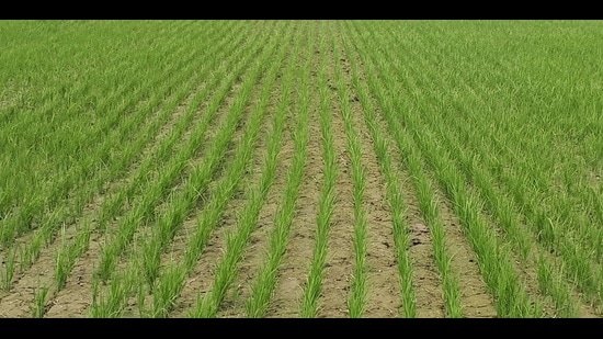 Paddy fields of 8 Haryana districts to demonstrate new technique to ...