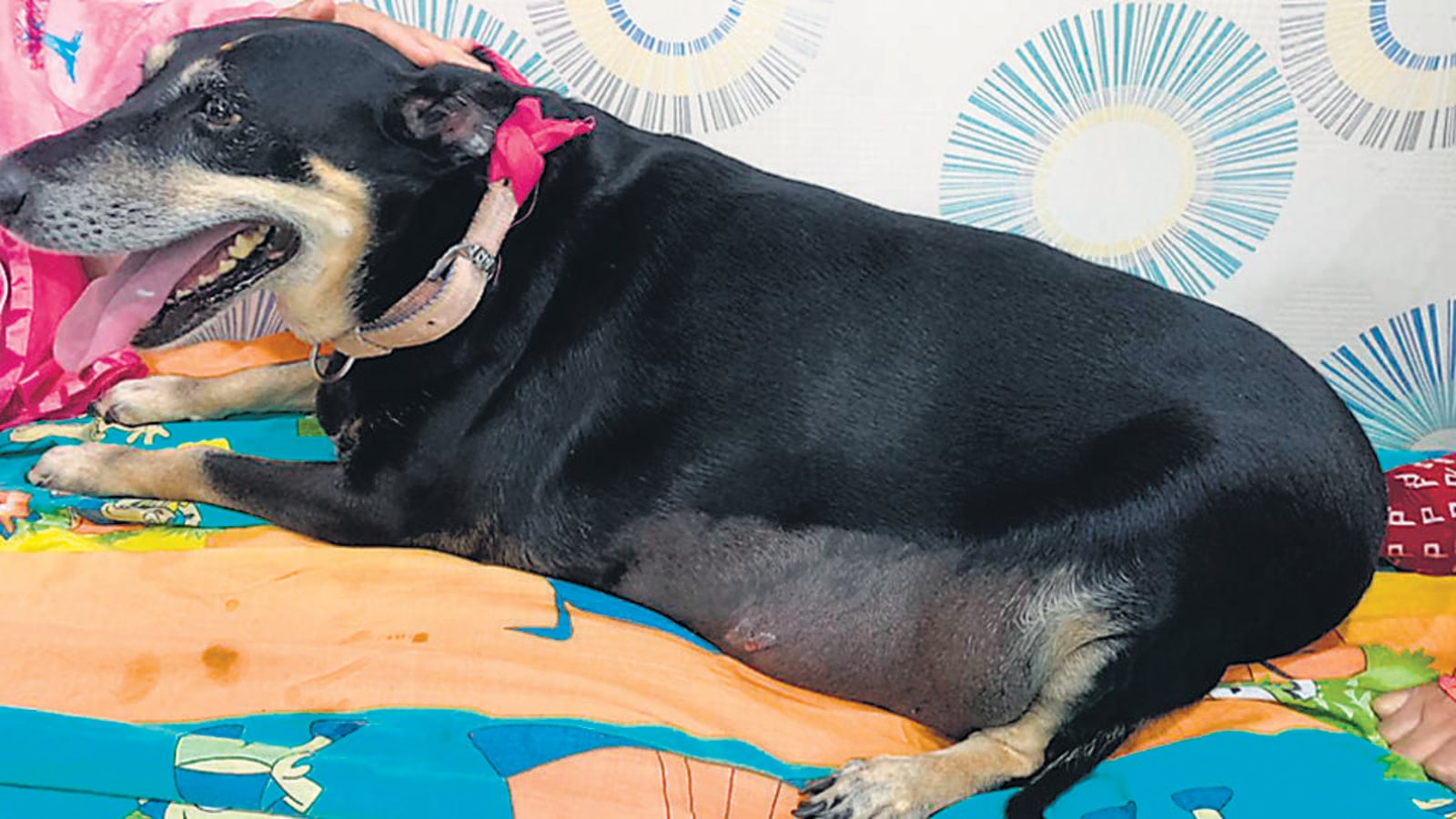 Overweight dog undergoes surgery in Pune, loses over 5kg in a week ...