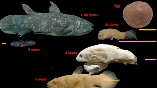 Coelacanth: Weird 'living fossil' fish from dinosaur times lives 100 ...