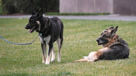 Bidens 'beloved' German Shepherd Champ dies; president, first lady pay ...