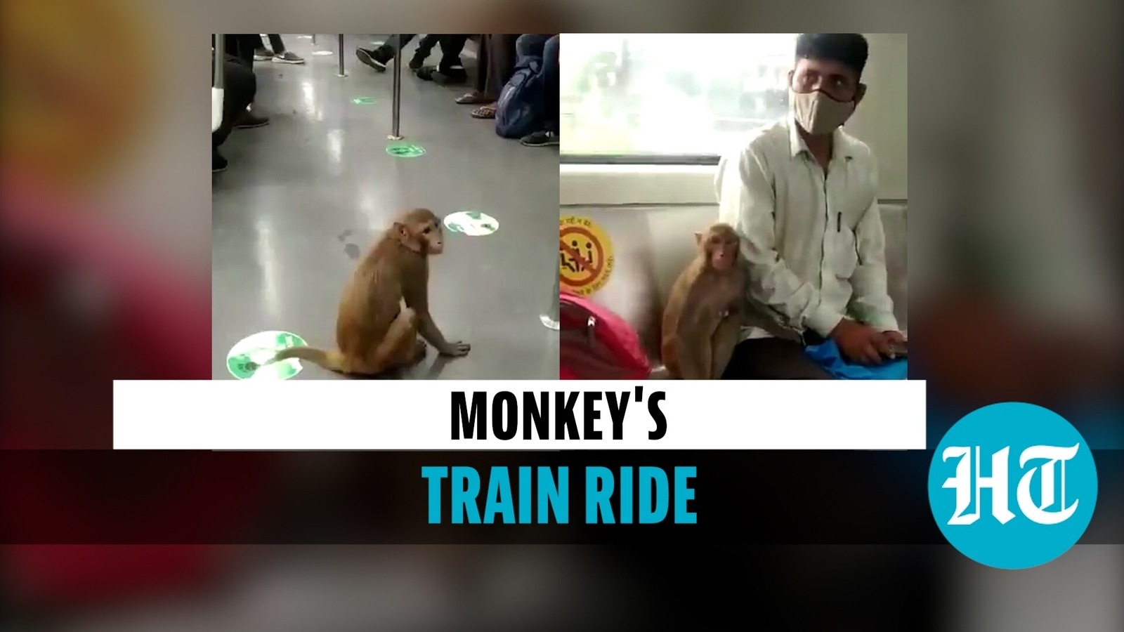 Watch: Monkey inside Metro train in Delhi; sits next to passengers ...