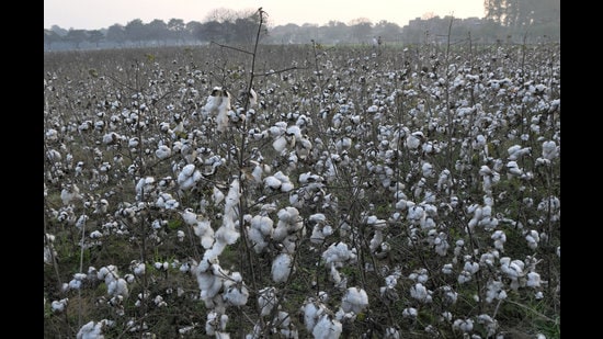 For first time in six years, area under cotton crosses 3 lakh hectare ...