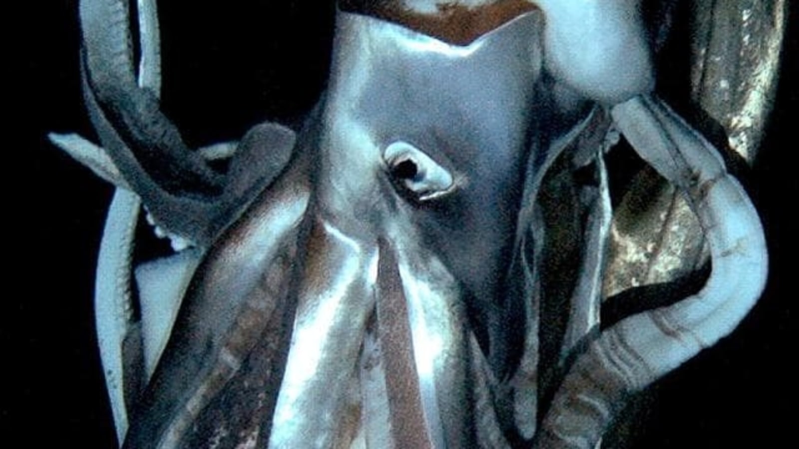 NASA sends squid from Hawaii into space for research | Hindustan Times