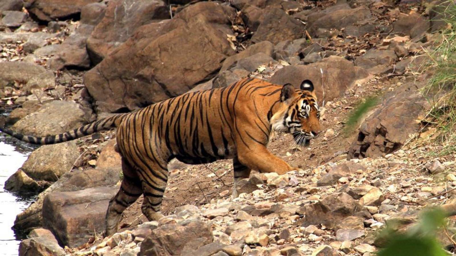 Rajasthan all set to get its 4th tiger reserve | Latest News India