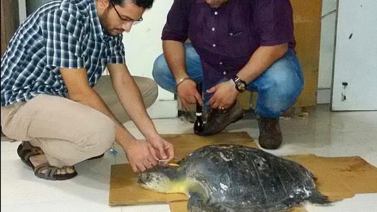 Endangered turtles recovered from Yog Nagari express at Sasaram railway ...