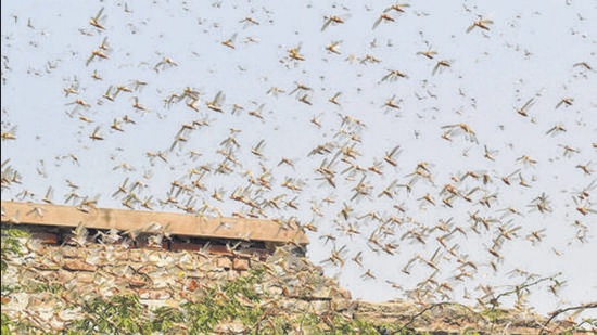 Experts rule out locust threat this season | Hindustan Times