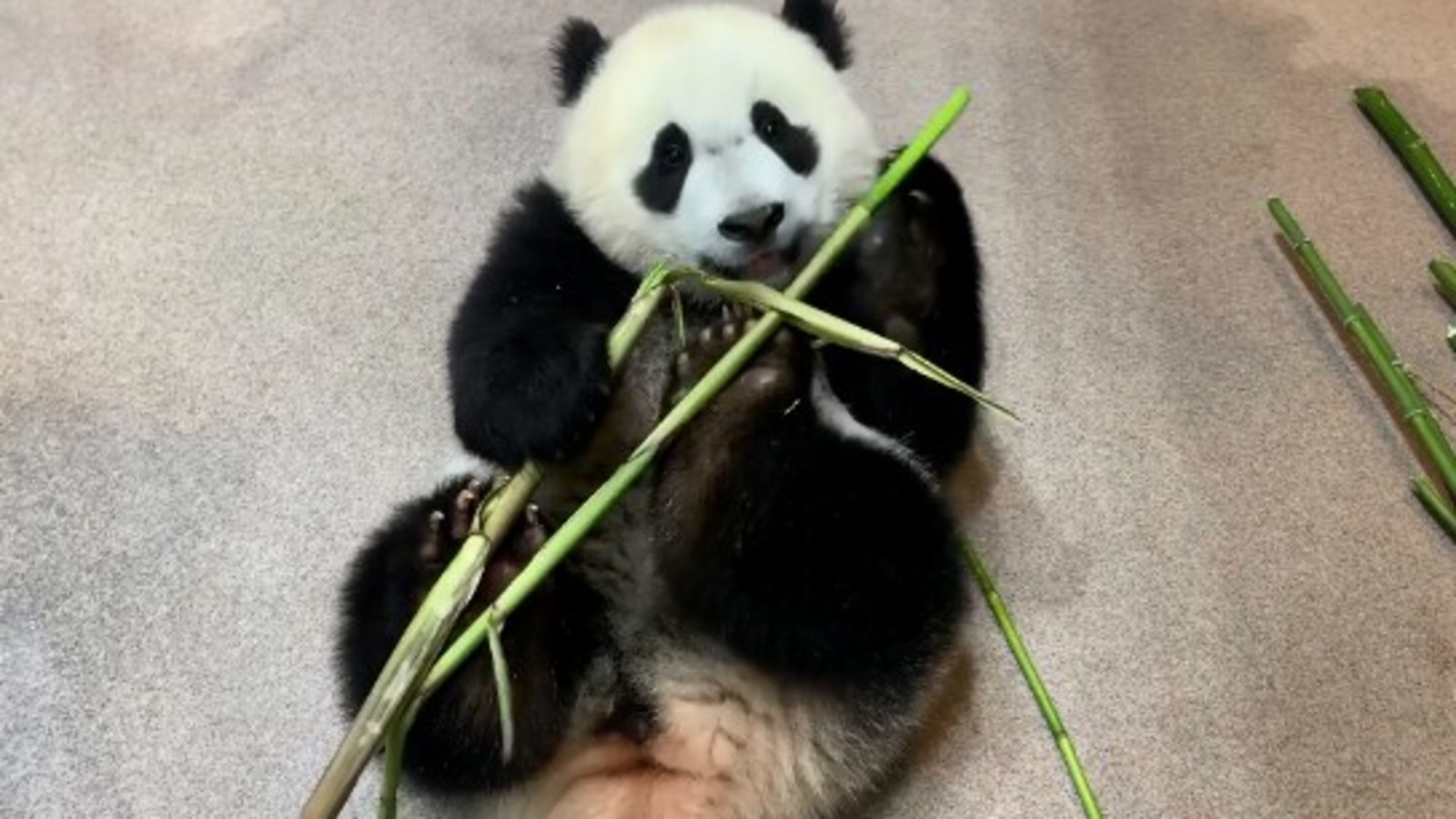 ‘Very good boy’: People love this video of a giant panda cub named Xiao ...