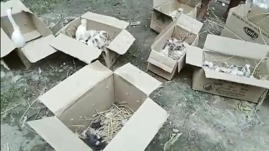 Nearly 200 egrets, cormorant hatchlings die after Assam town committee ...