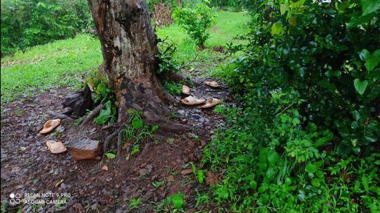 Boy falls off tree; lightning strike kills him in Maharashtra’s Palghar ...